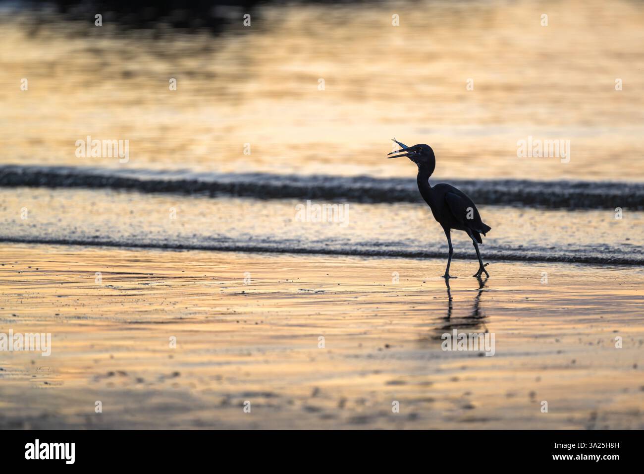 A silhouette of a Pacific Reef Egret walking along the softly breaking ...