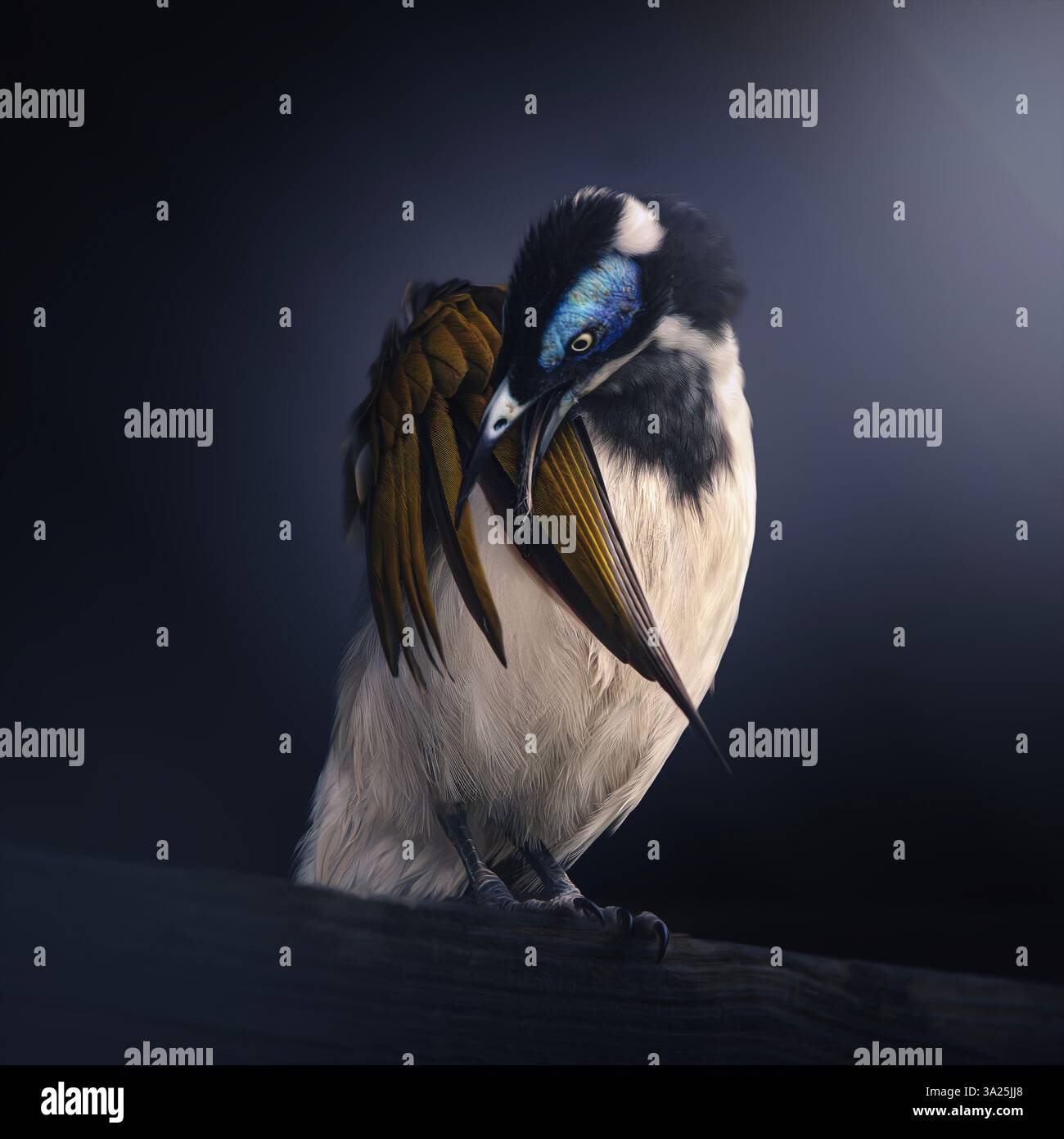 The blue-faced honeyeater, also colloquially known as the Bananabird ...
