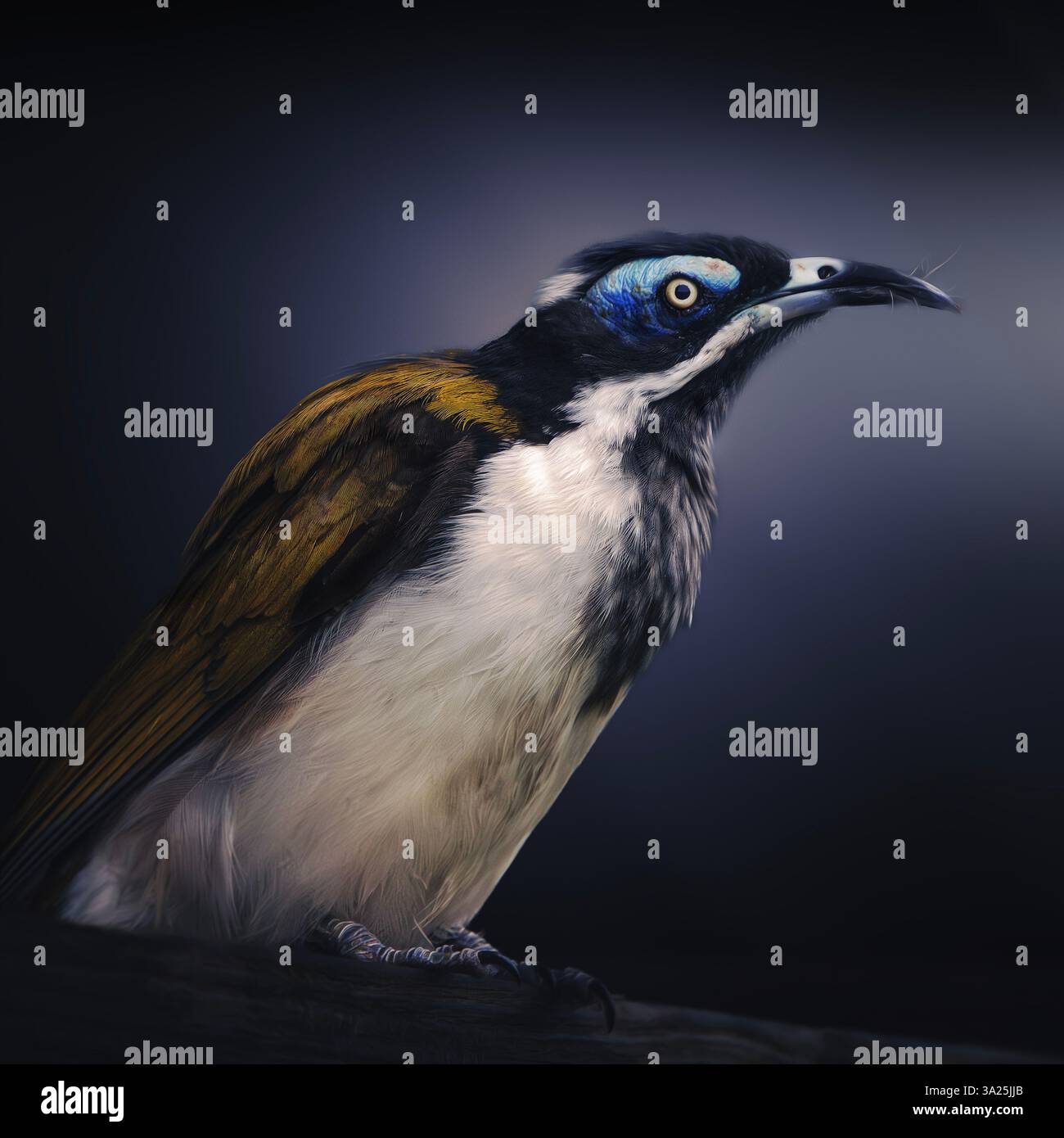 The blue-faced honeyeater, also colloquially known as the Bananabird ...