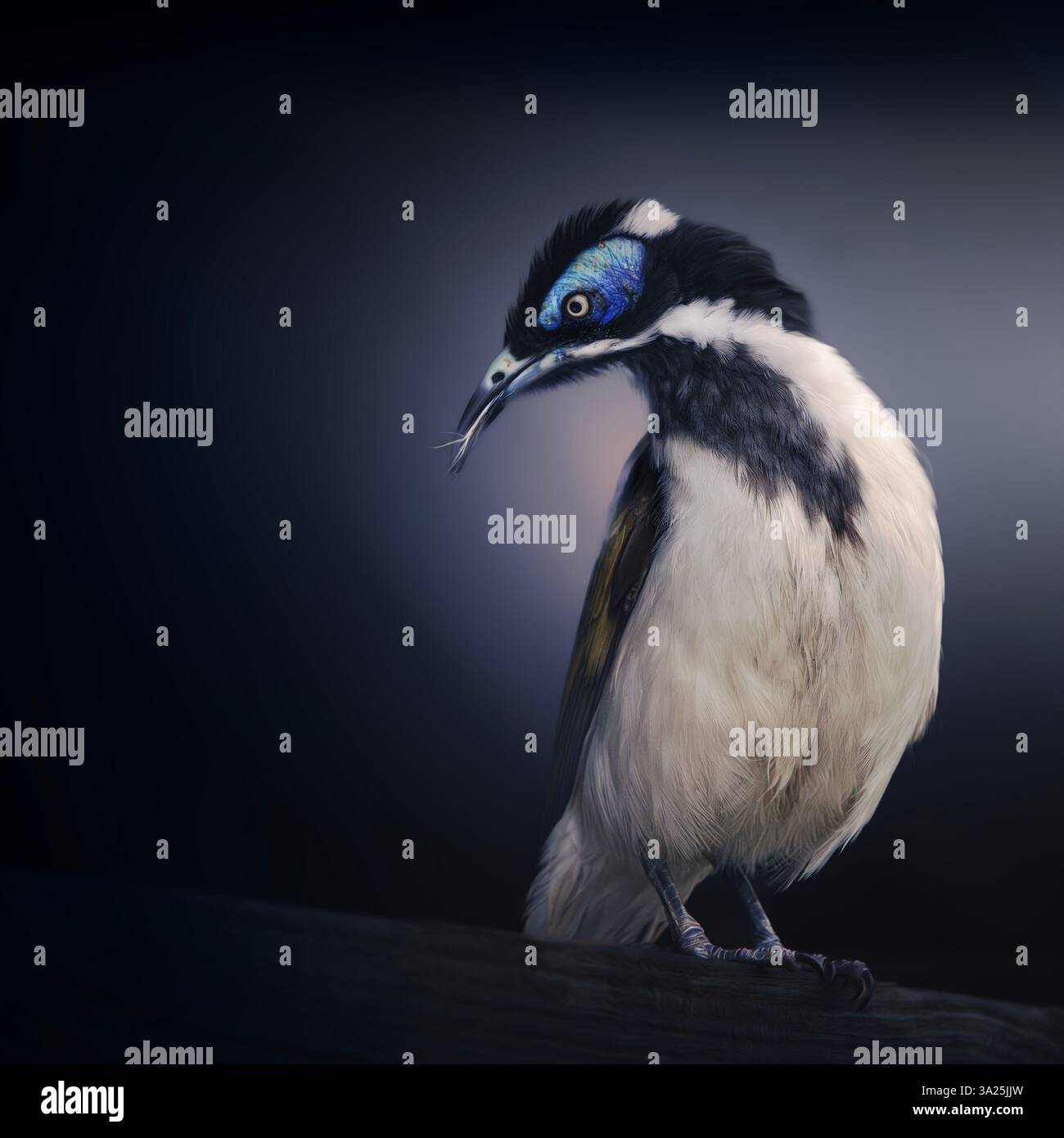 The blue-faced honeyeater, also colloquially known as the Bananabird ...
