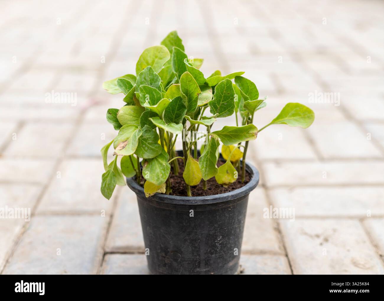 Eggplant seedling hi-res stock photography and images - Alamy