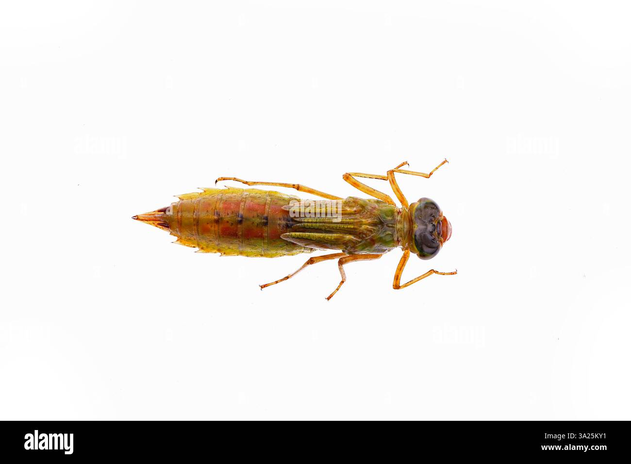 Dragonfly larvae, and on a white background Stock Photo - Alamy