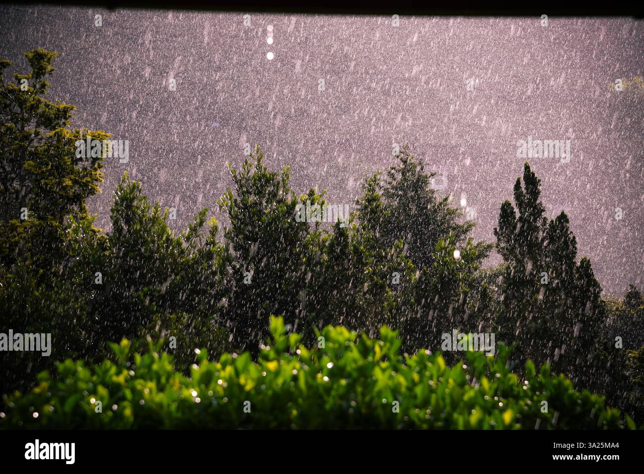 Heavy Rain Pouring Over Vibrant Foliage Stock Photo - Alamy