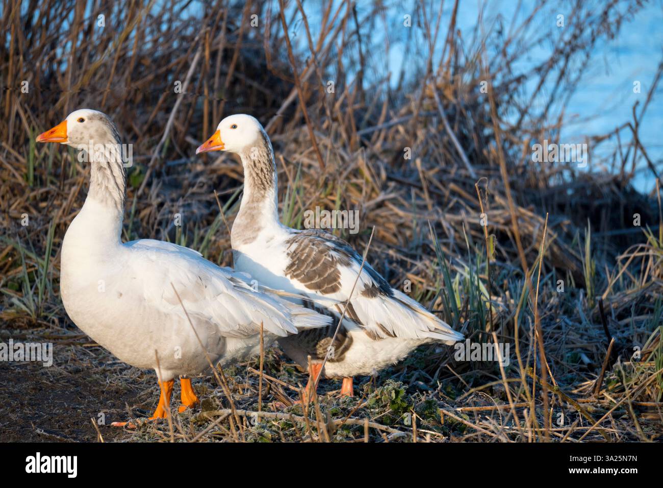 Two Greylag Geese strolling along the banks of the Thames at Abingdon ...