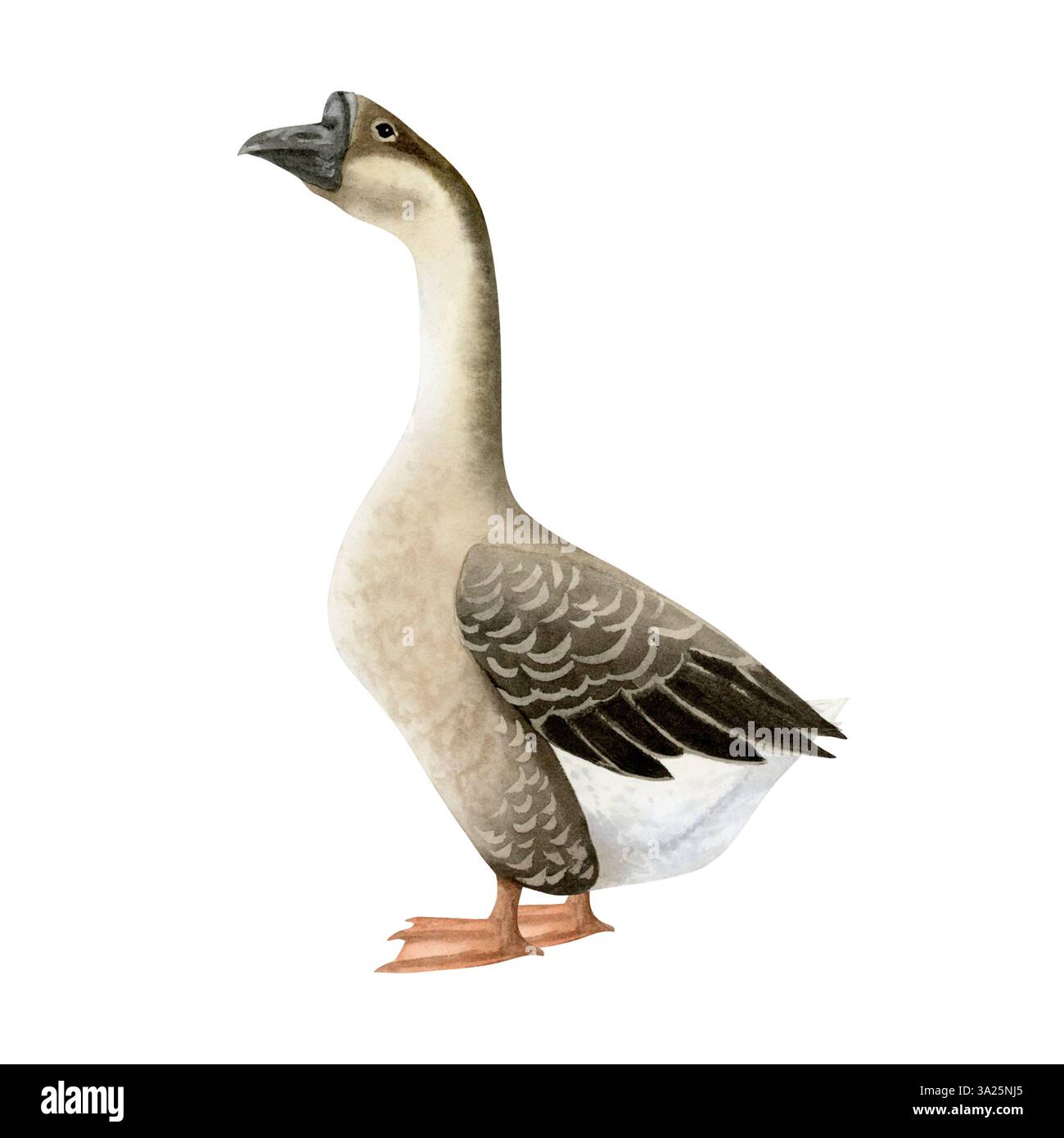 Watercolor brown goose illustration isolated on white. Poultry yard ...