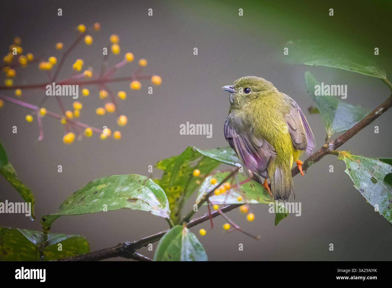 The white-collared manakin, Manacus candei, is a passerine bird. Female ...