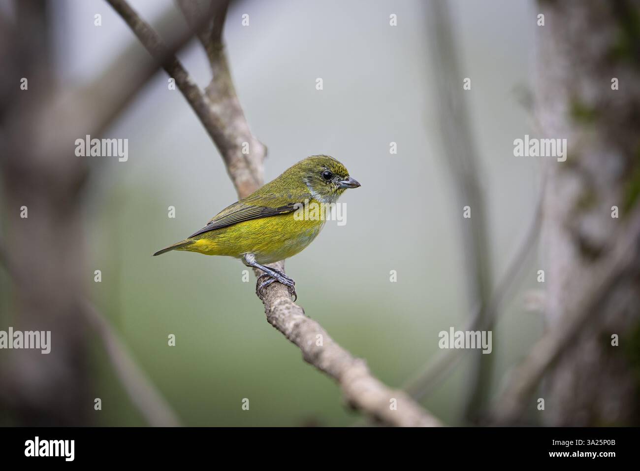The yellow-throated euphonia, Euphonia hirundinacea, female Stock Photo ...