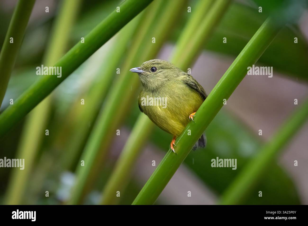 The white-collared manakin, Manacus candei, is a passerine bird. Female ...