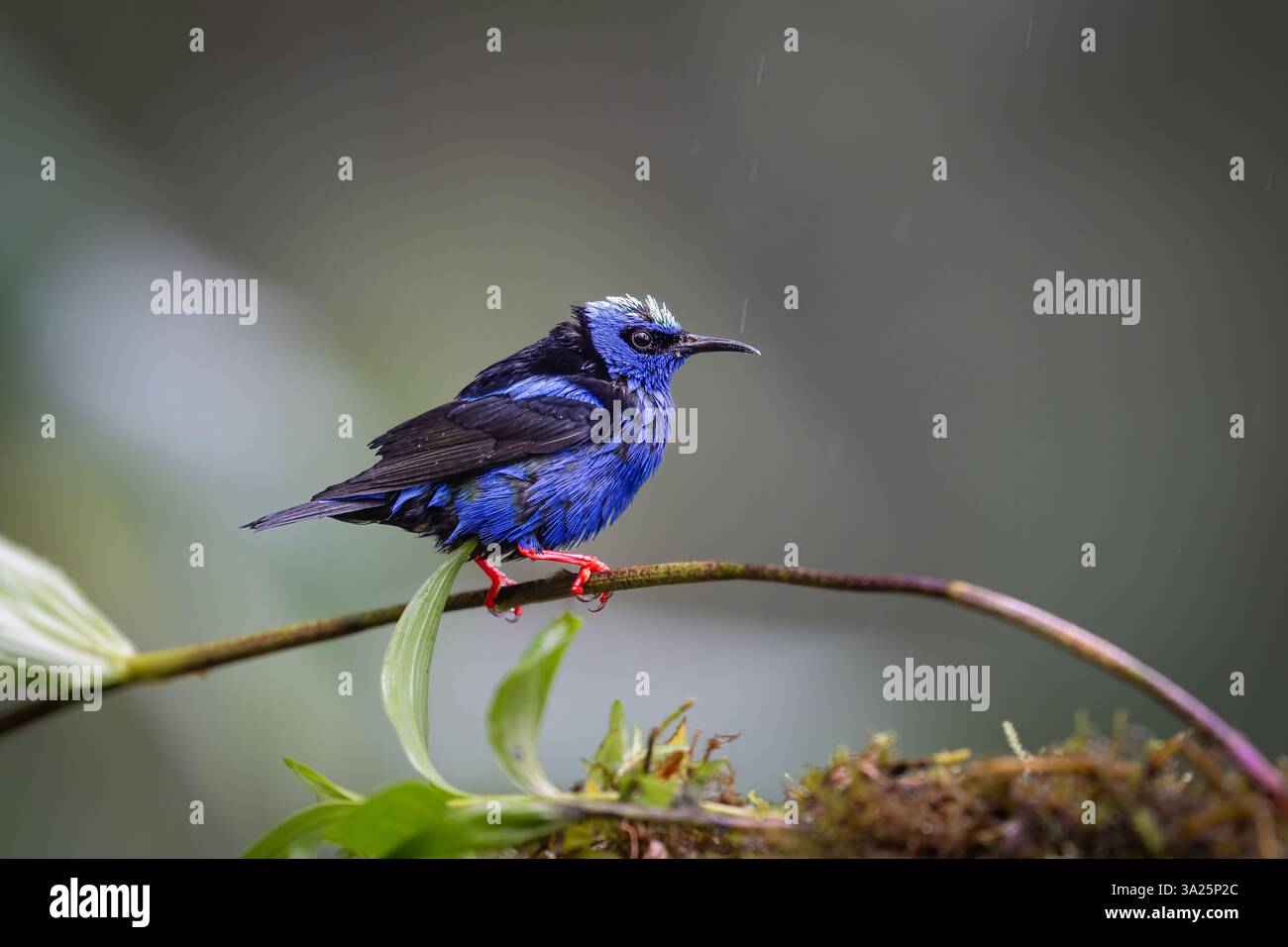 The red-legged honeycreeper, Cyanerpes cyaneus is a small songbird ...