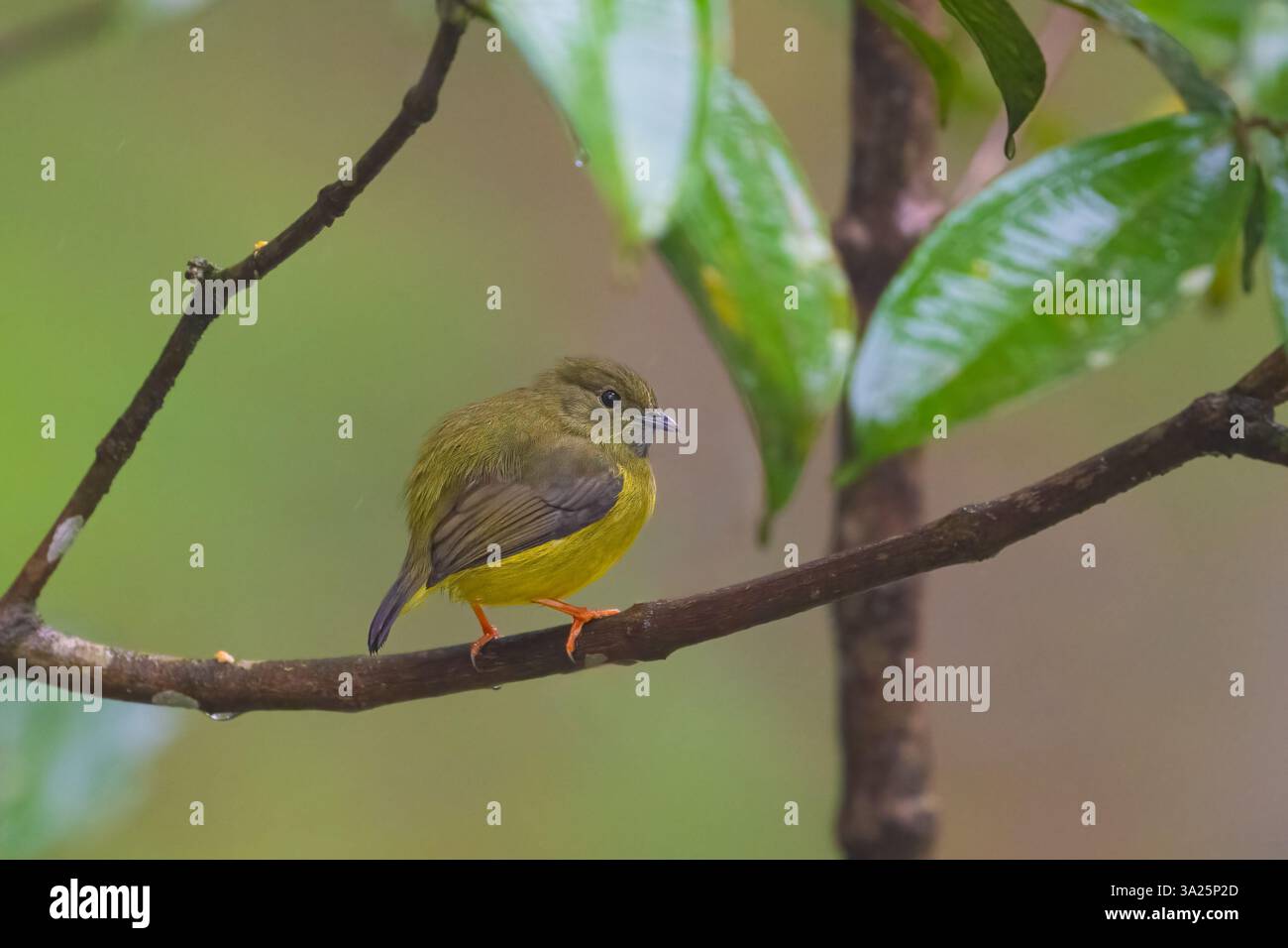 The white-collared manakin, Manacus candei, is a passerine bird. Female ...