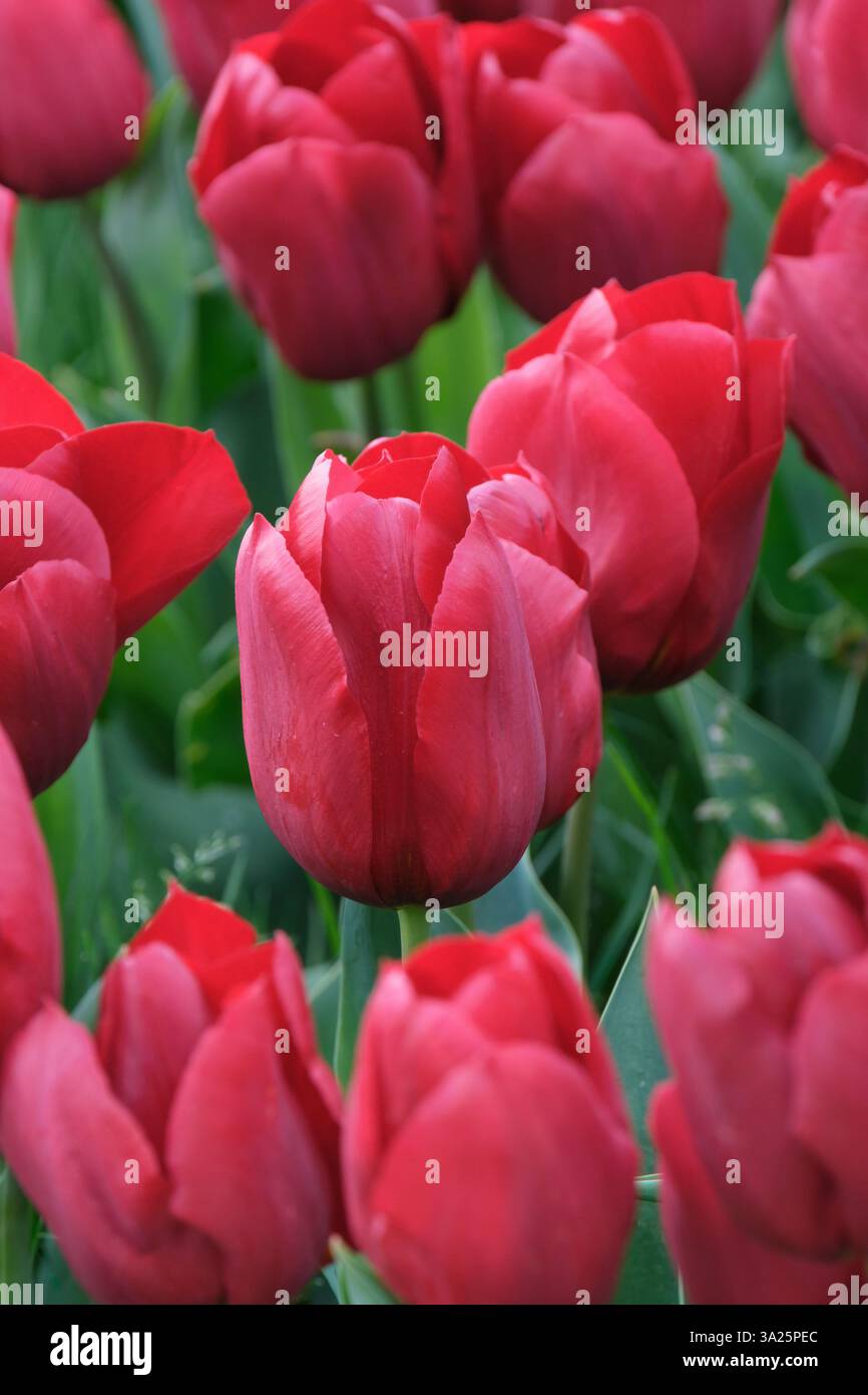 Tulip Seadov, mid season blooming, deep red triumph tulip Stock Photo - Alamy