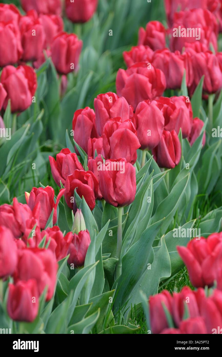 Tulip Seadov, mid season blooming, deep red triumph tulip Stock Photo - Alamy