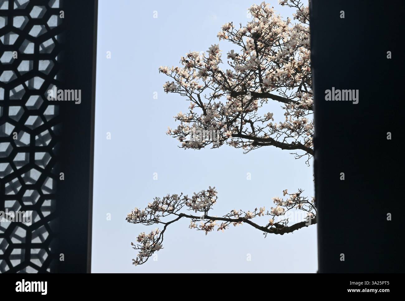 Hangzhou,China.11th March 2025. Magnolia flowers blossom at ancient ...