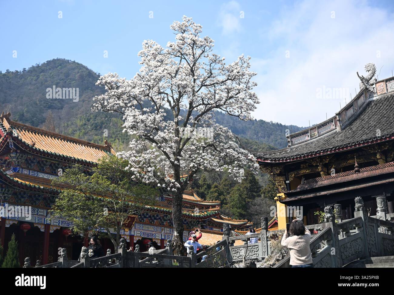 Hangzhou,China.11th March 2025. Magnolia flowers blossom at ancient ...