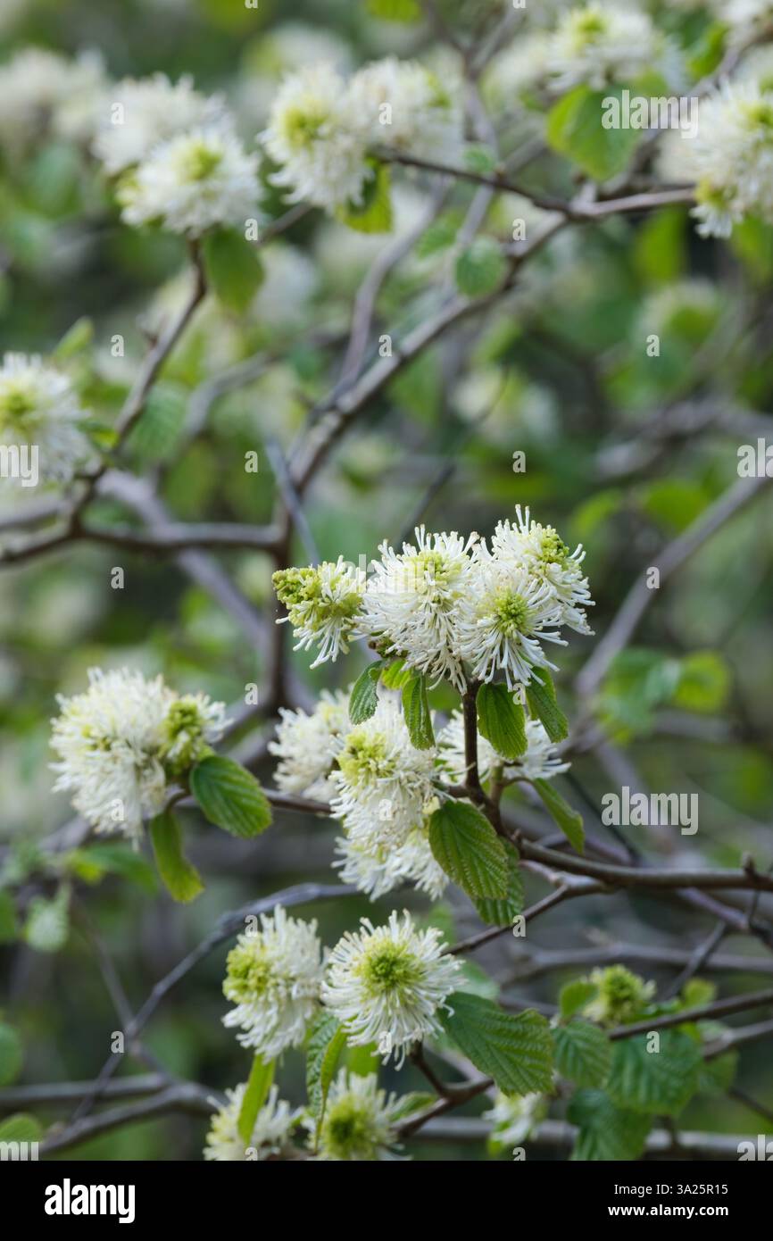 Fothergilla major Monticola Group Huntsman, mountain witch alder ...