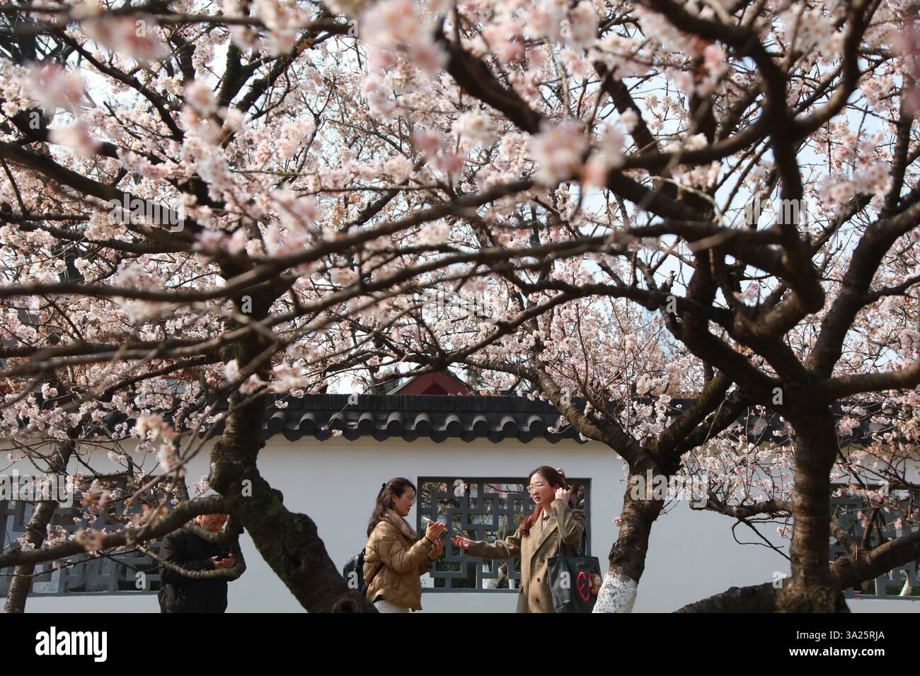 Blooming spring flowers attract tourists in Nanjing City, east China's ...