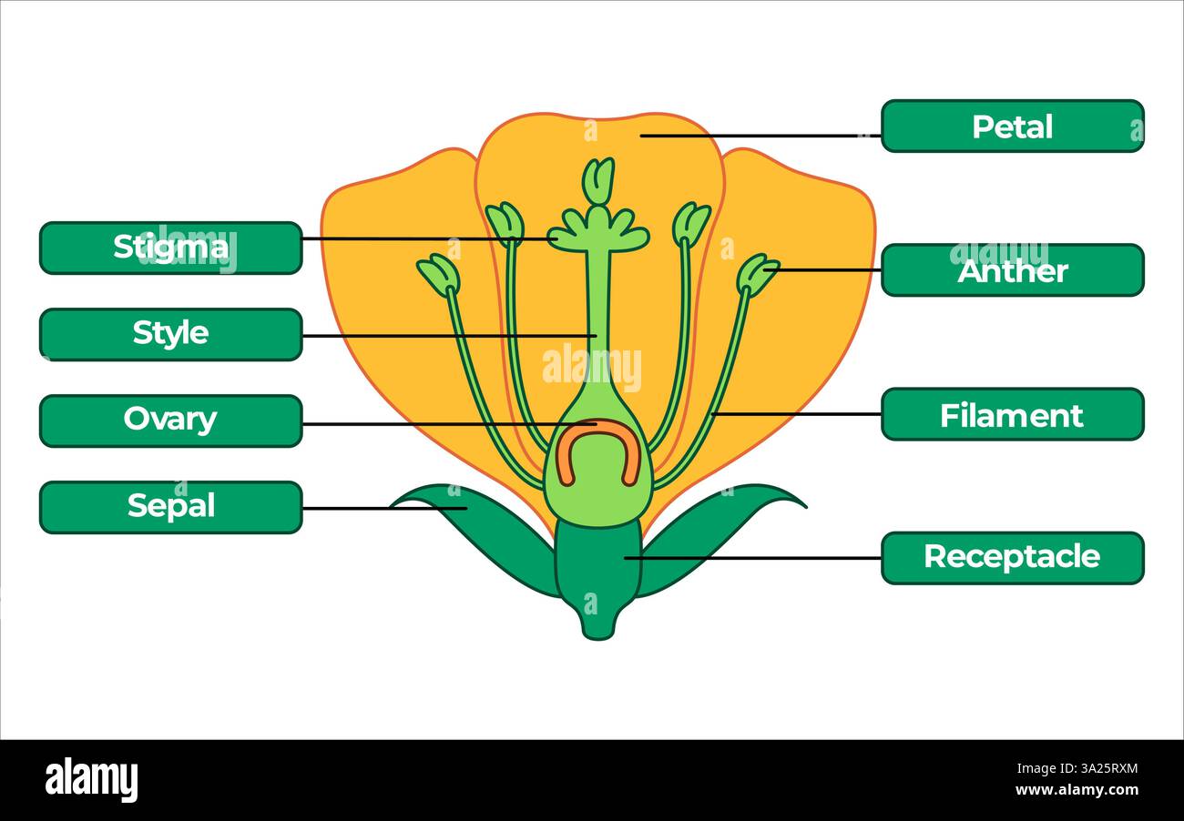 Flower anatomy parts science biology education floral structure receptacle sepal leaves petal ...