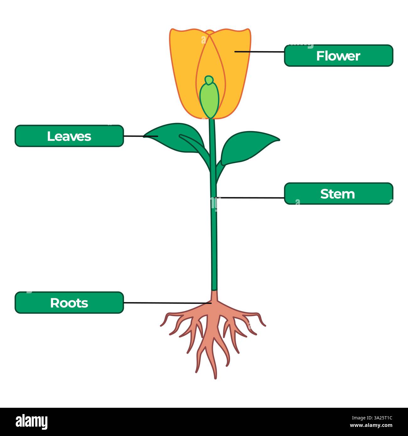 Plant parts petals leaves stem roots system flower blooming nature botanical yellow petal ...