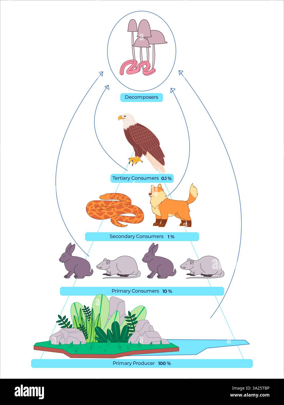 Energy pyramid ecosystem food chain classification science biology ...