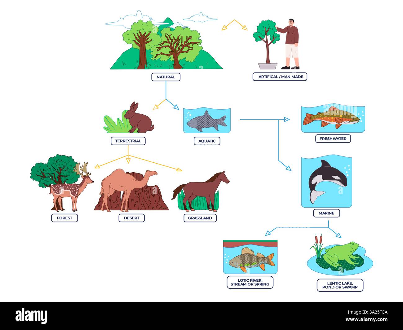 Types of ecosystem swamp desert ocean underwater environment natural ...