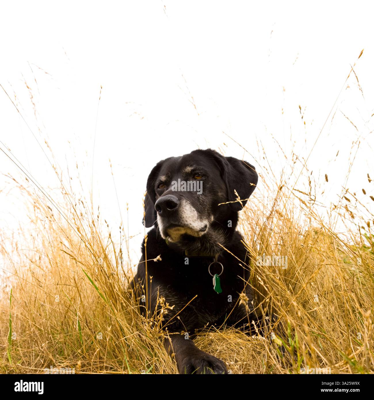 Black Labrador Retriever with grey muzzle lying in summer grass ...