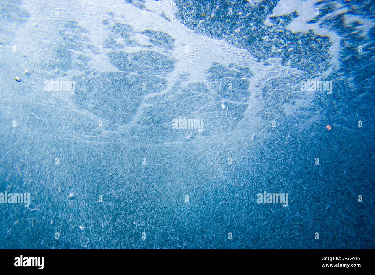 Underwater views, Seattle Aquarium, Seattle, WA, USA Stock Photo - Alamy