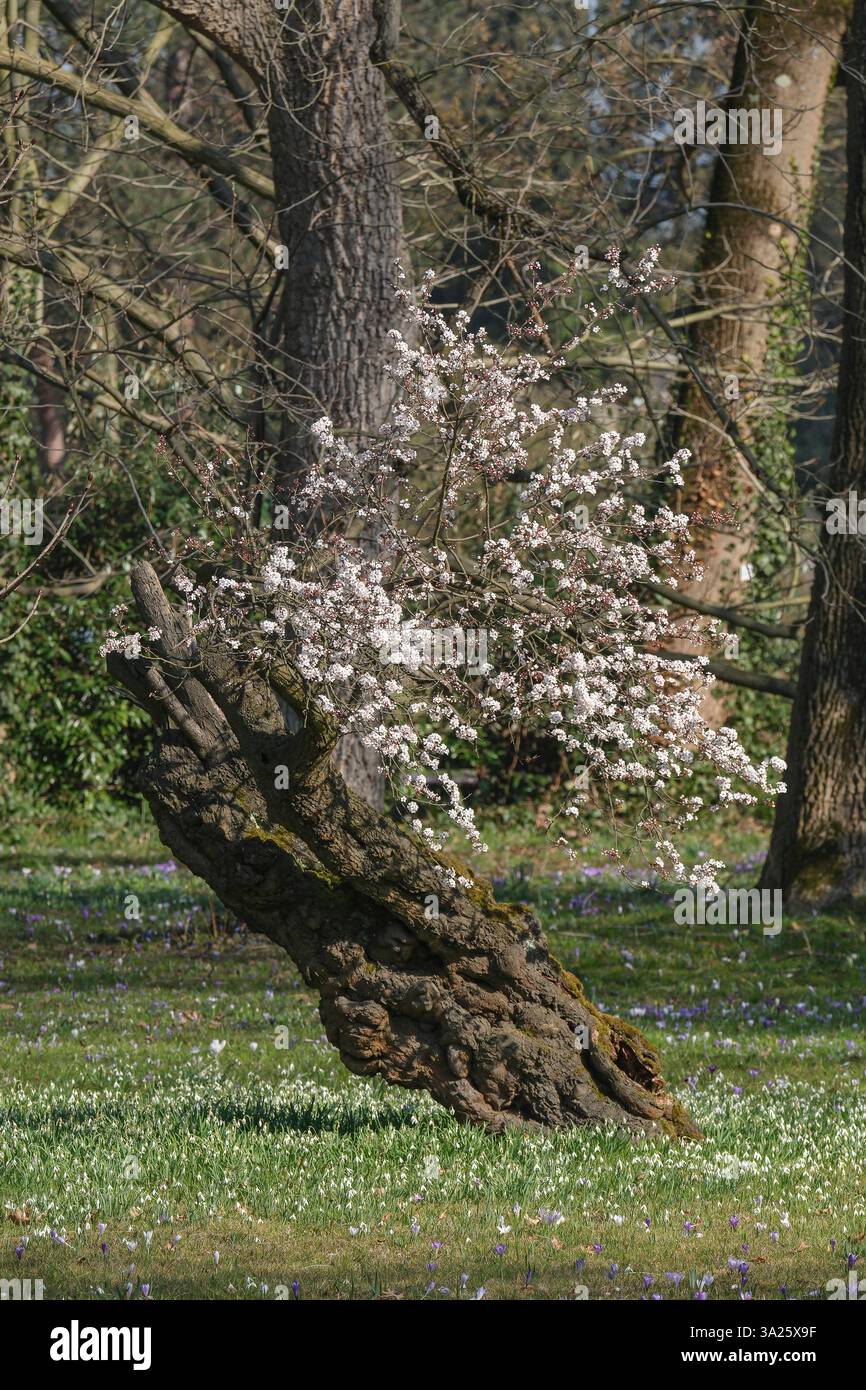 Blühender Baum in der Kölner Flora *** Flowering tree in the Cologne ...