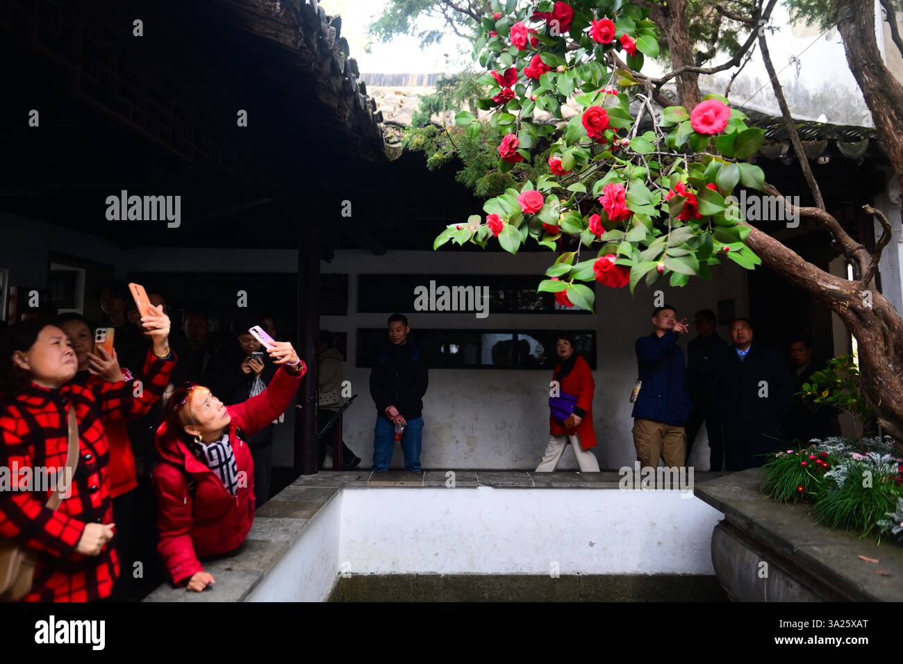 People admire camellia flowers at Lingering Garden in Suzhou City, east ...