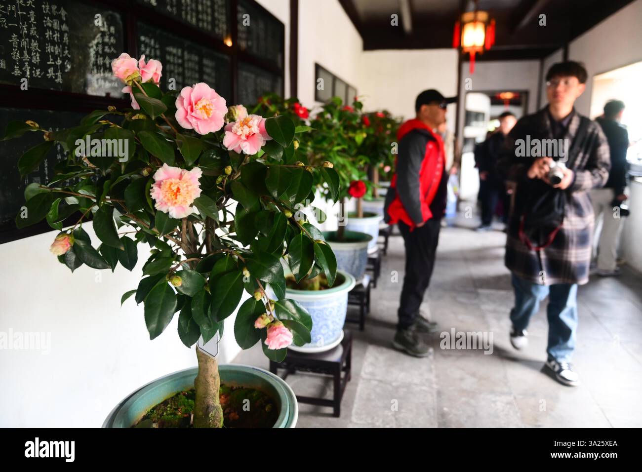 People admire camellia flowers at Lingering Garden in Suzhou City, east ...