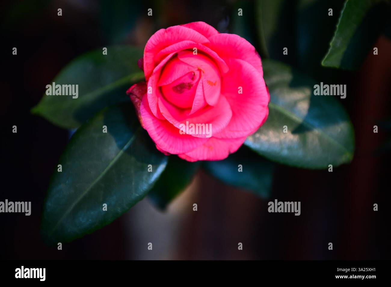 People admire camellia flowers at Lingering Garden in Suzhou City, east ...