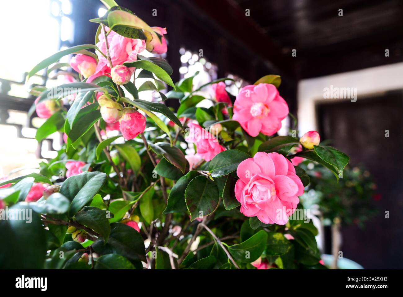 People admire camellia flowers at Lingering Garden in Suzhou City, east ...