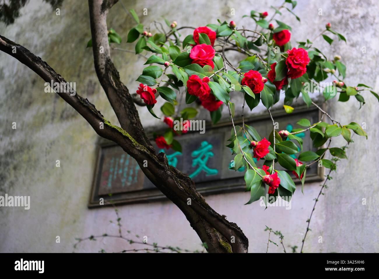 People admire camellia flowers at Lingering Garden in Suzhou City, east ...