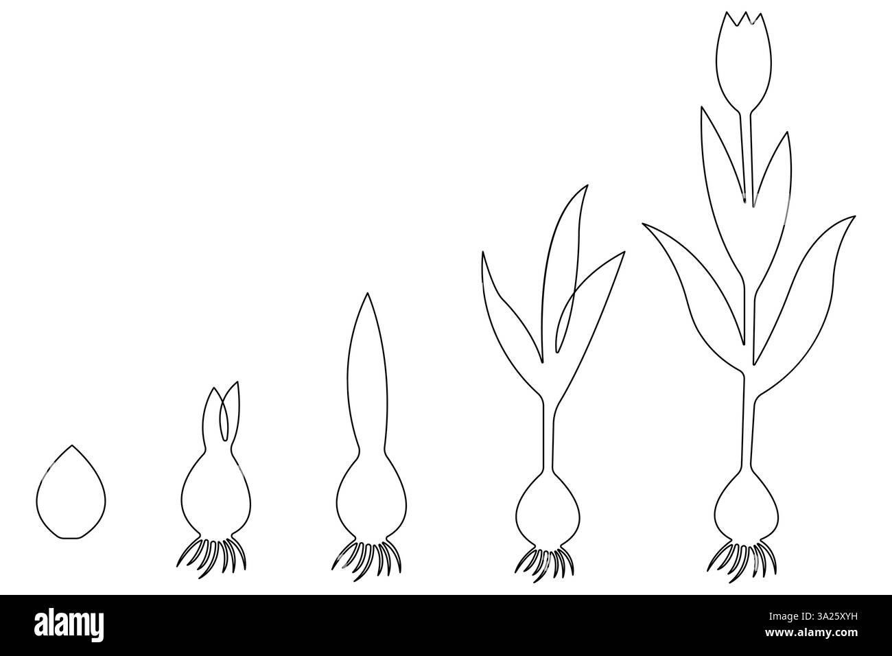 Plant growing continuous one line art drawing of tree plant outline ...