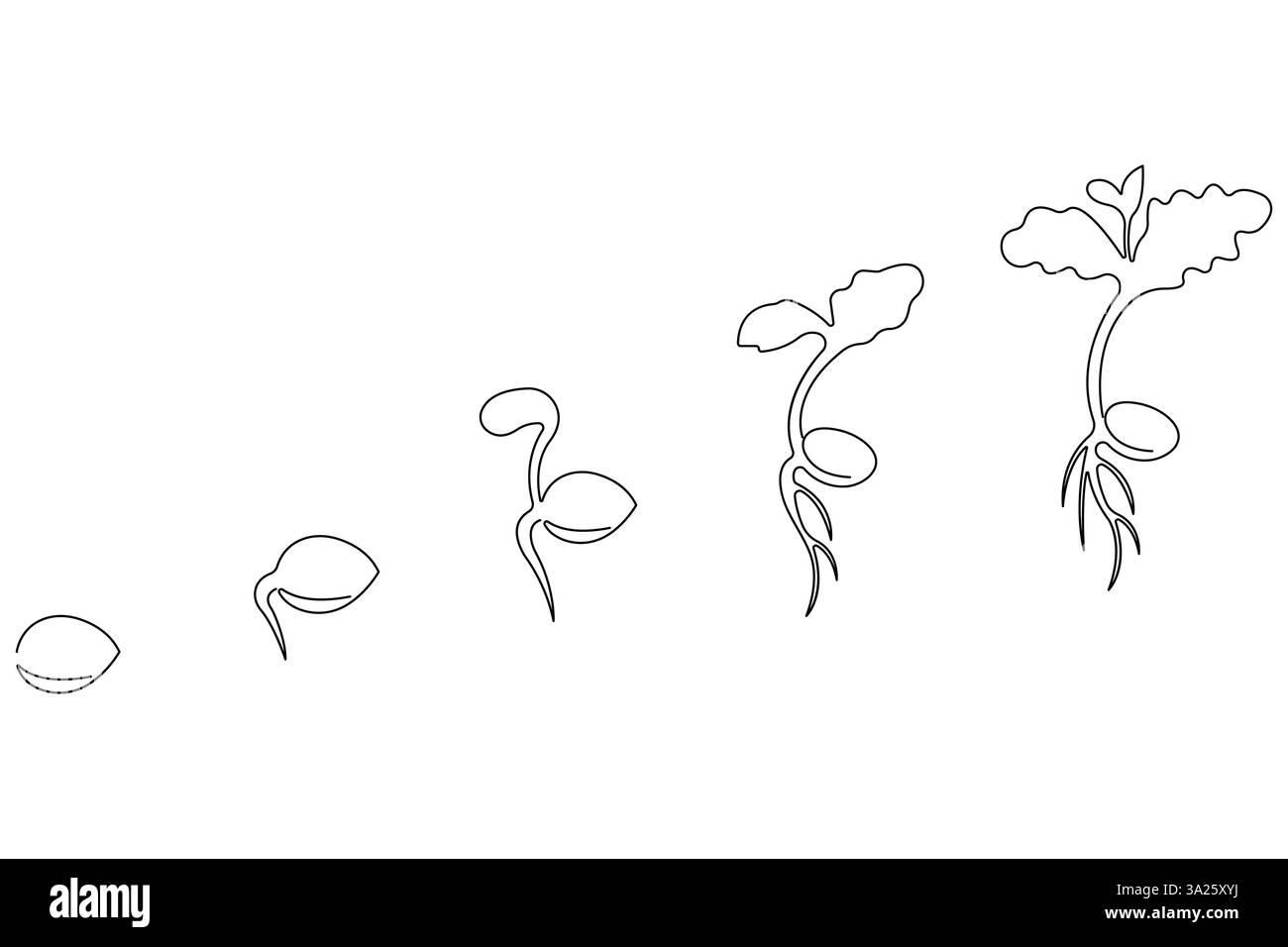 Plant growing continuous one line art drawing of tree plant outline ...