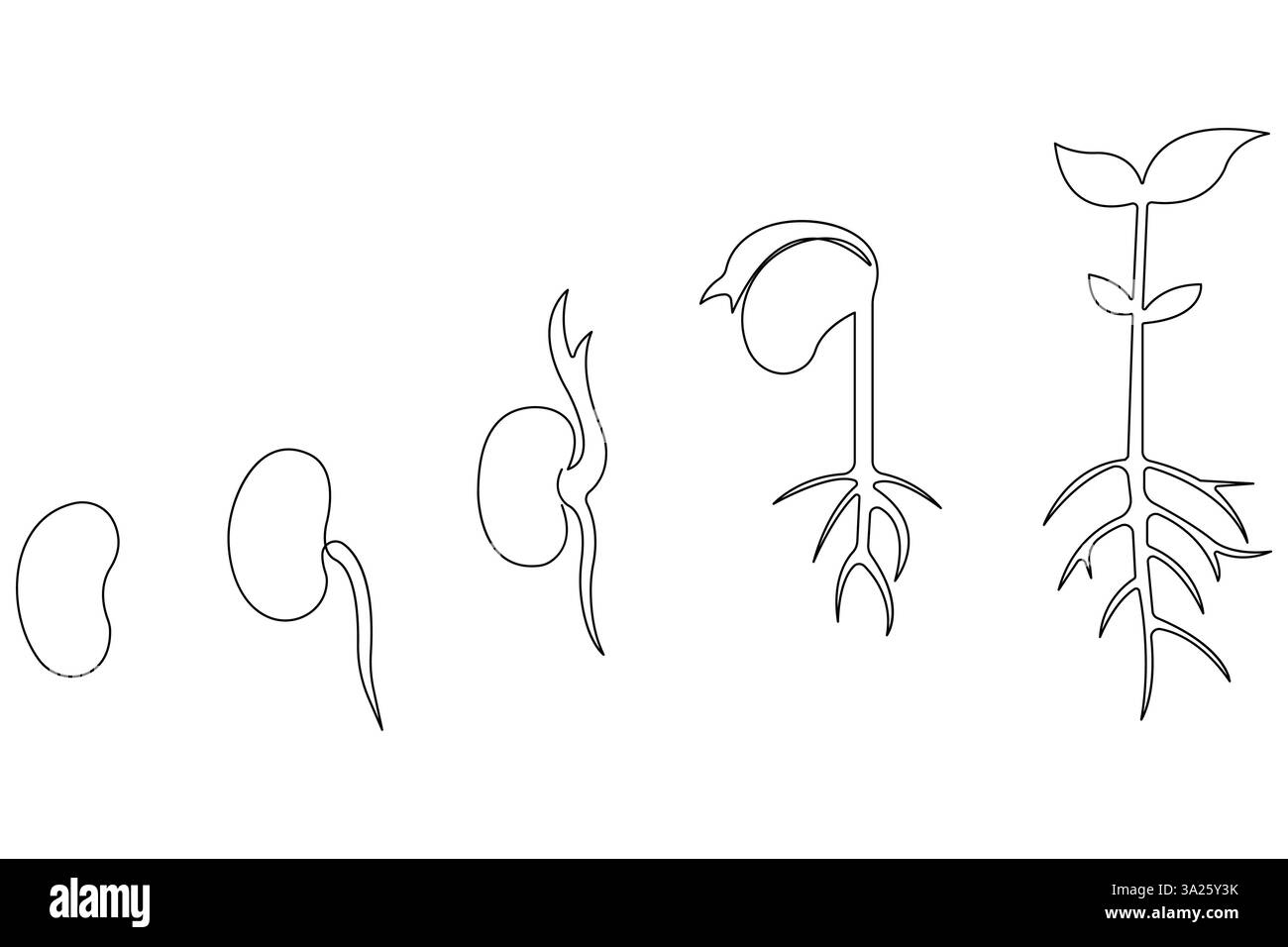 Continuous single line art drawing of plant growth processing from seed ...
