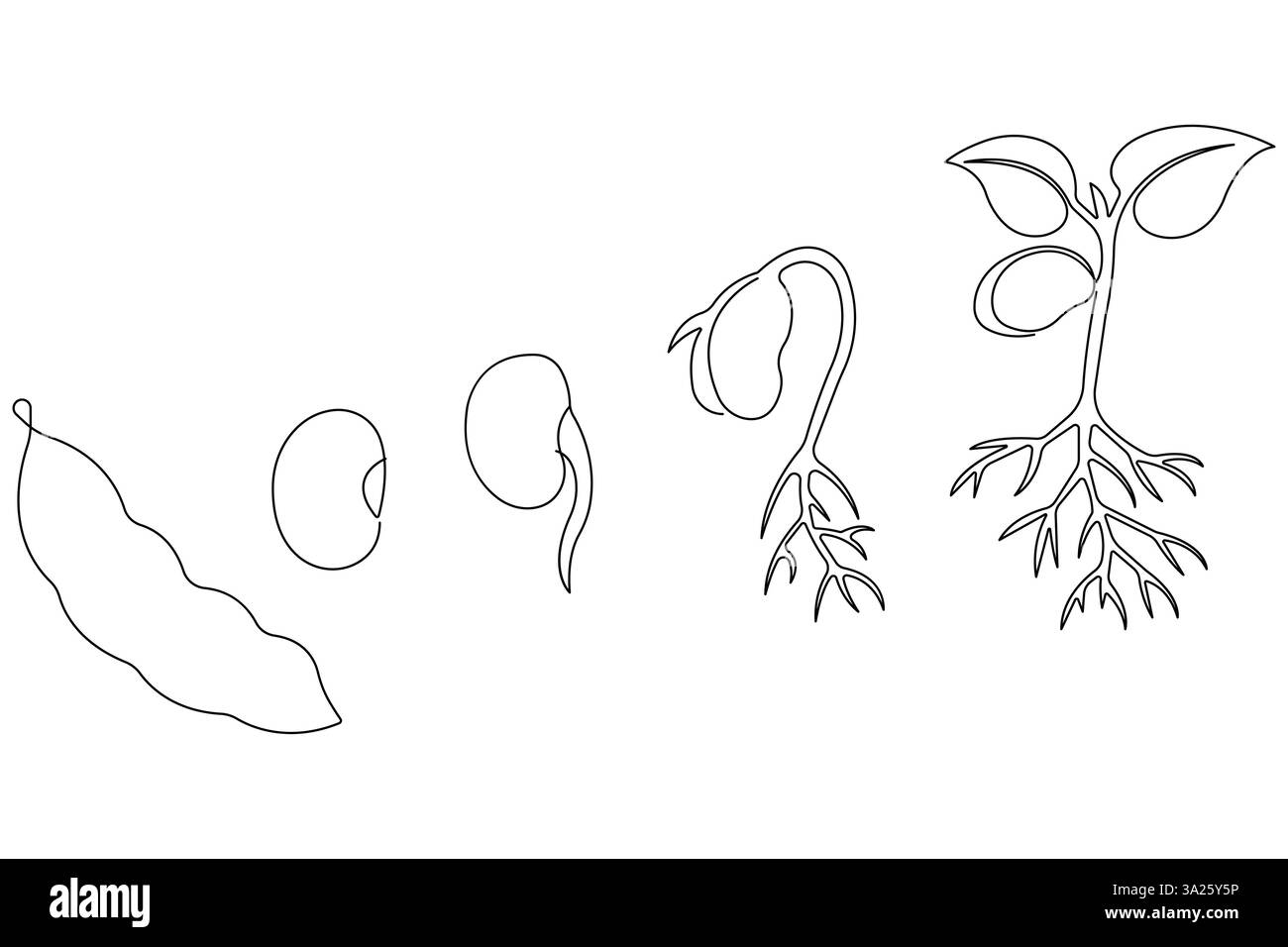 Continuous single line art drawing of plant growth processing from seed ...