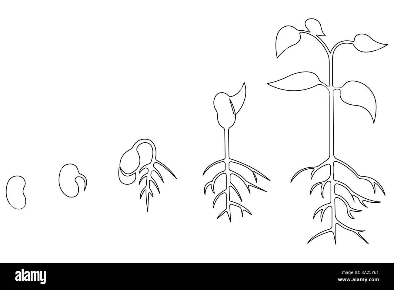 Continuous single line art drawing of plant growth processing from seed ...