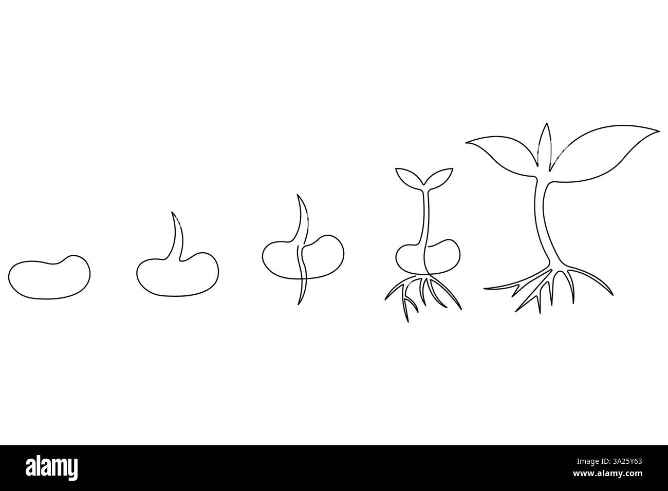 Continuous single line art drawing of plant growth processing from seed ...