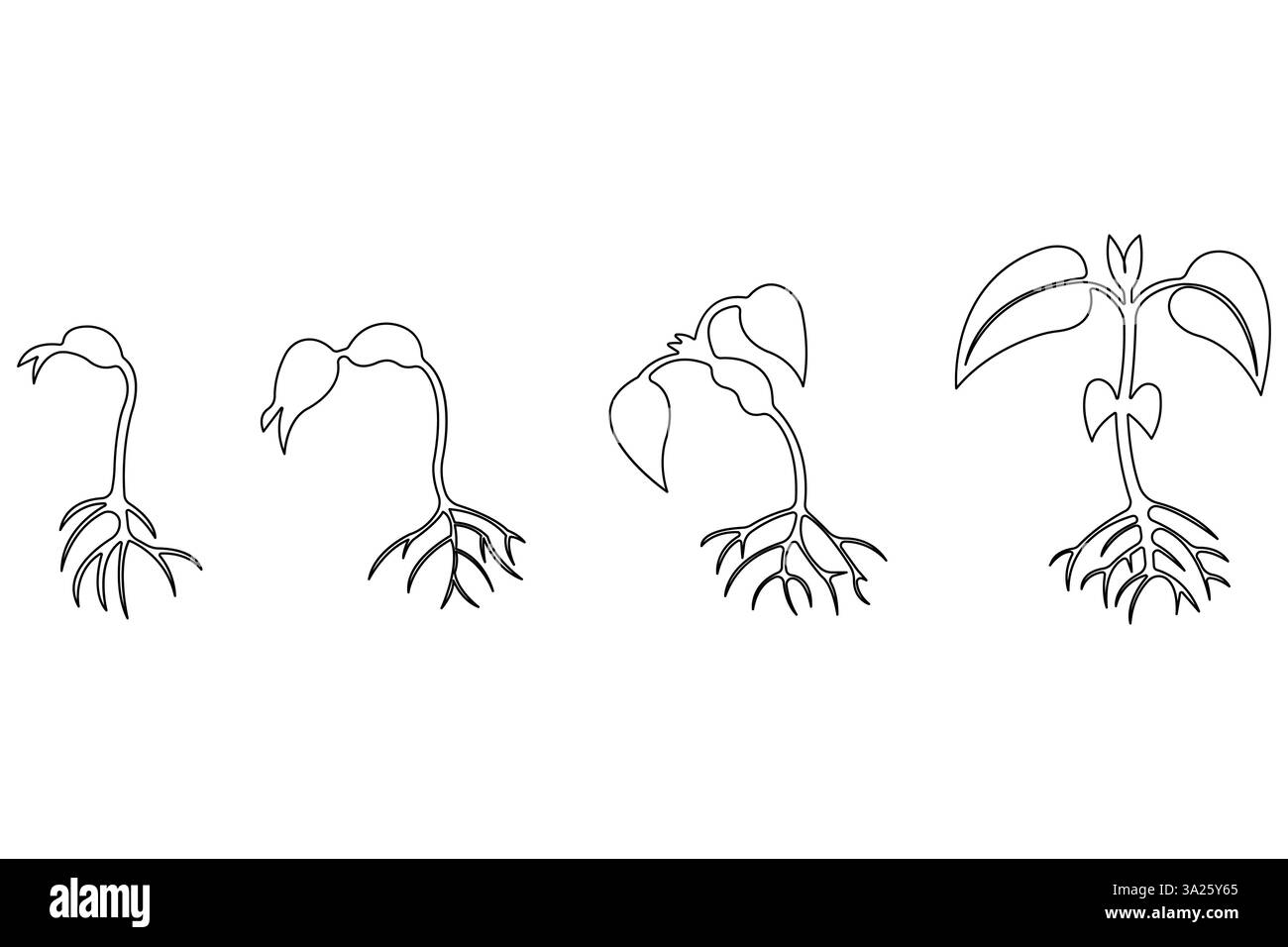 Continuous single line art drawing of plant growth processing from seed ...
