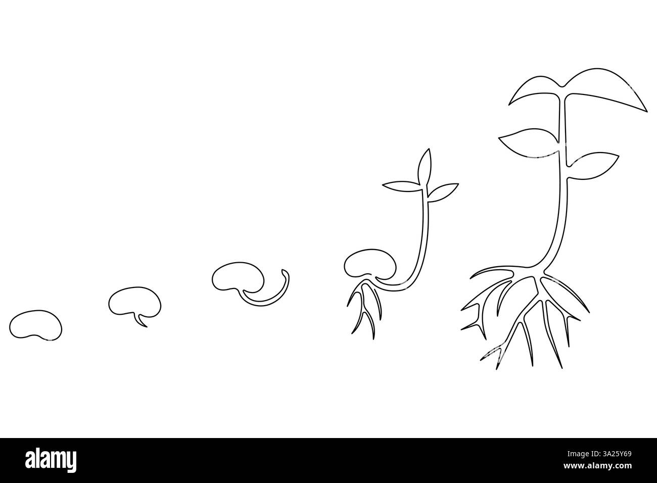 Continuous single line art drawing of plant growth processing from seed ...