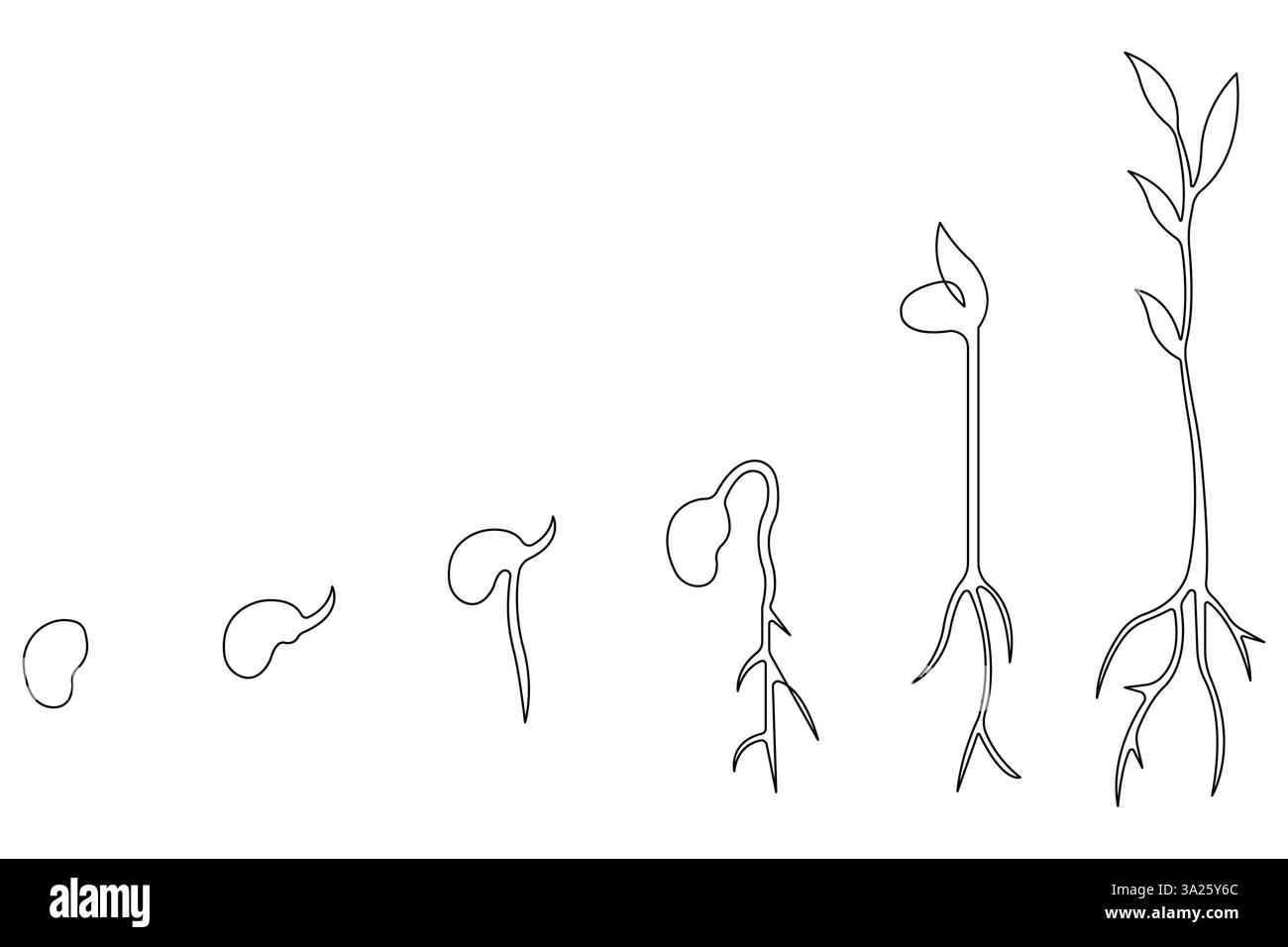 Continuous single line art drawing of plant growth processing from seed ...