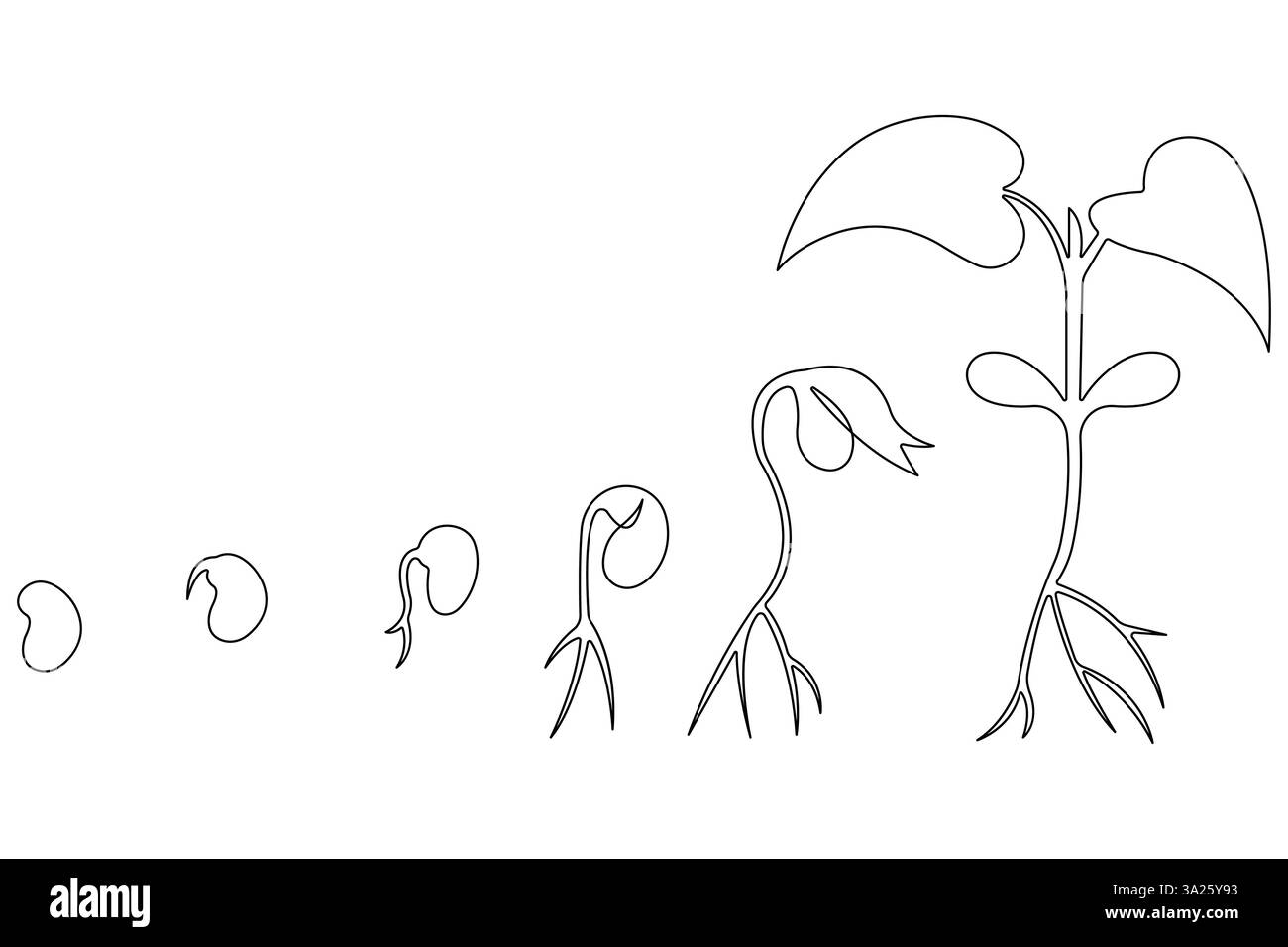 Continuous single line art drawing of plant growth processing from seed ...