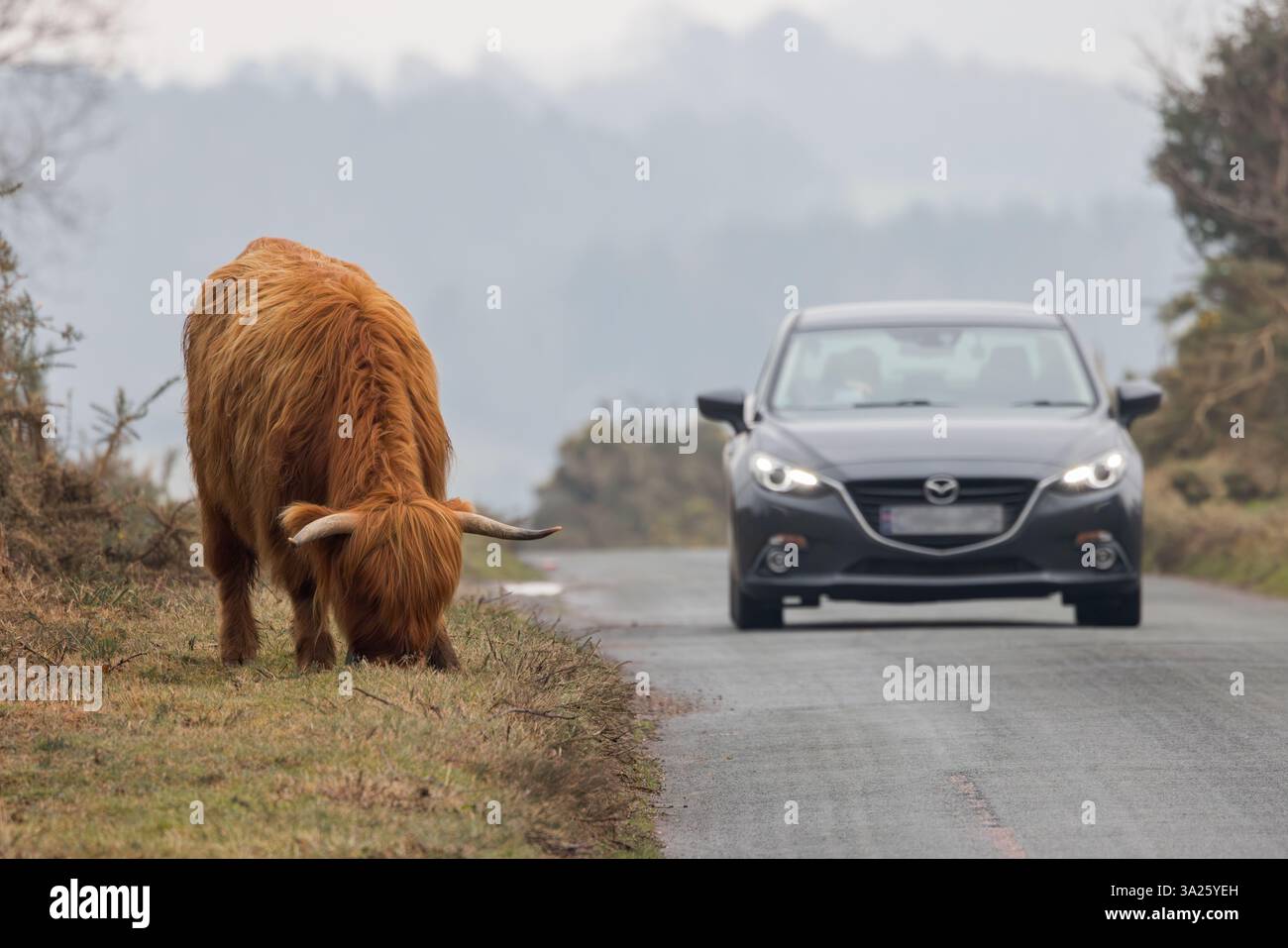 Highland cow grazing by the road on Aylesbeare common, East Devon, UK ...