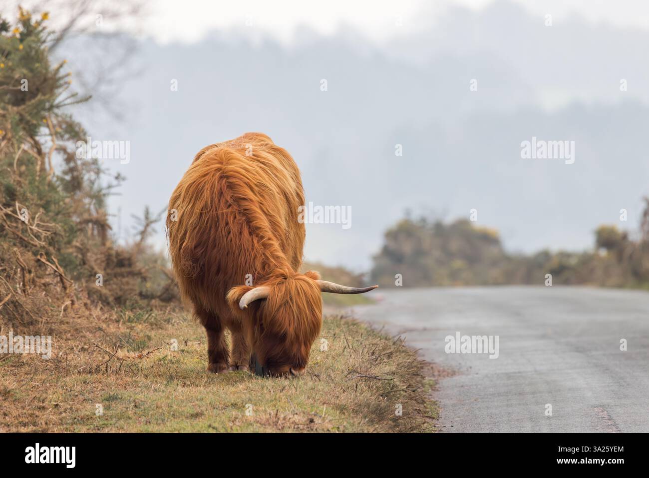 Highland cow grazing by the road on Aylesbeare common, East Devon, UK ...