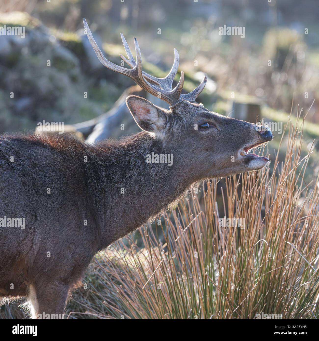 Red Deer [ Cervus elaphus ] head and shoulders of stag roaring at ...