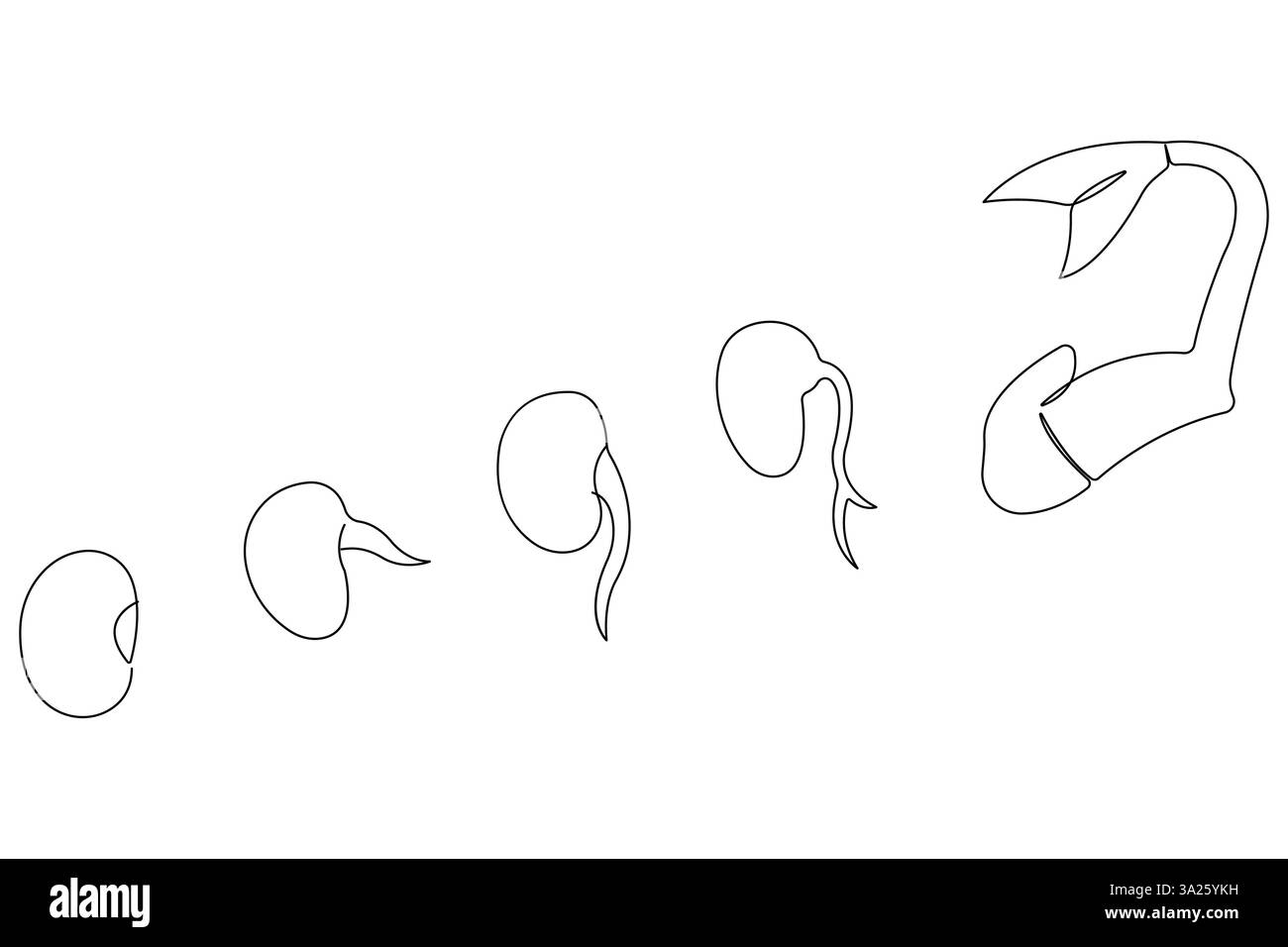 Continuous single line art drawing of plant growth processing from seed ...