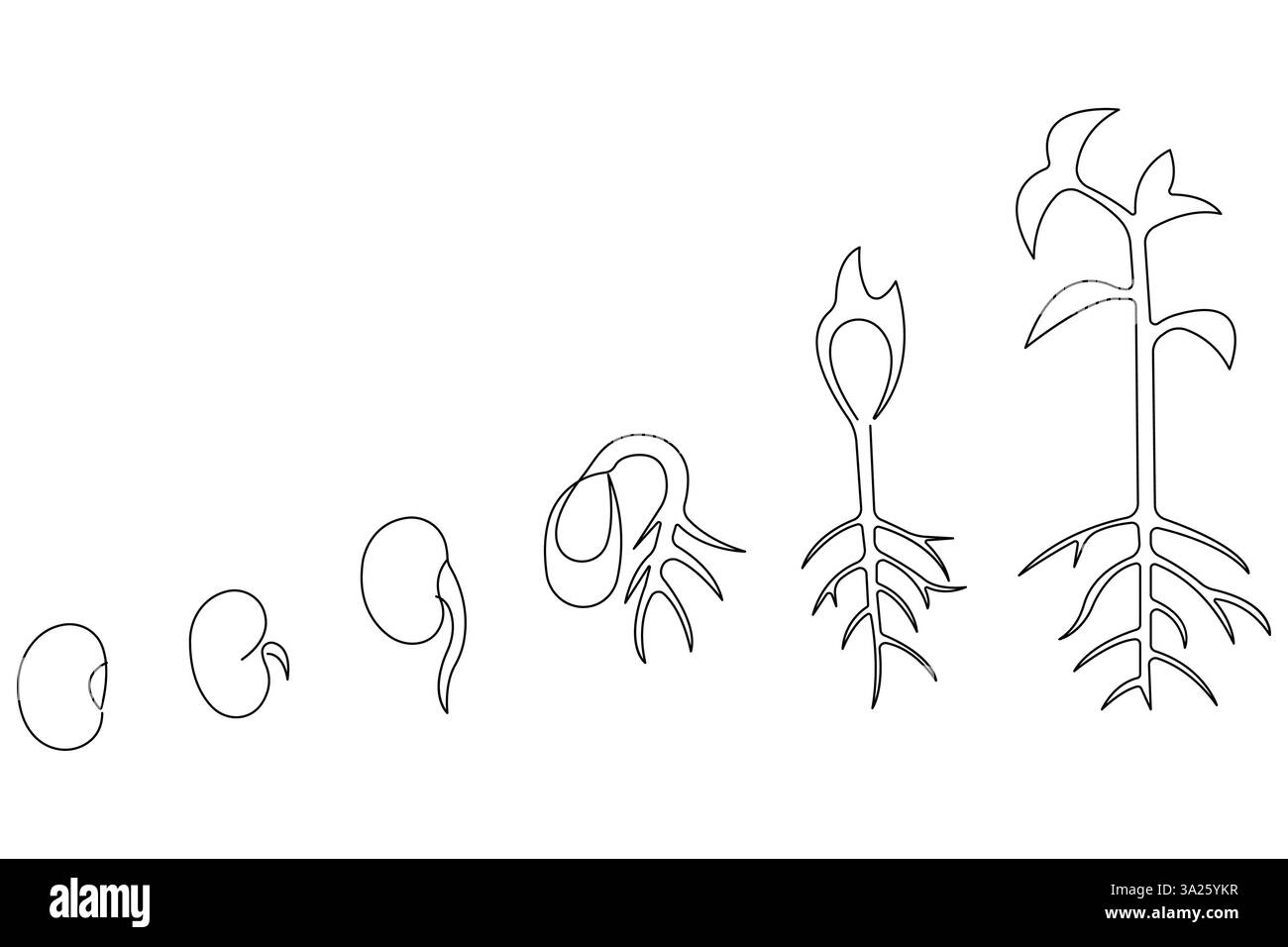 Continuous single line art drawing of plant growth processing from seed ...
