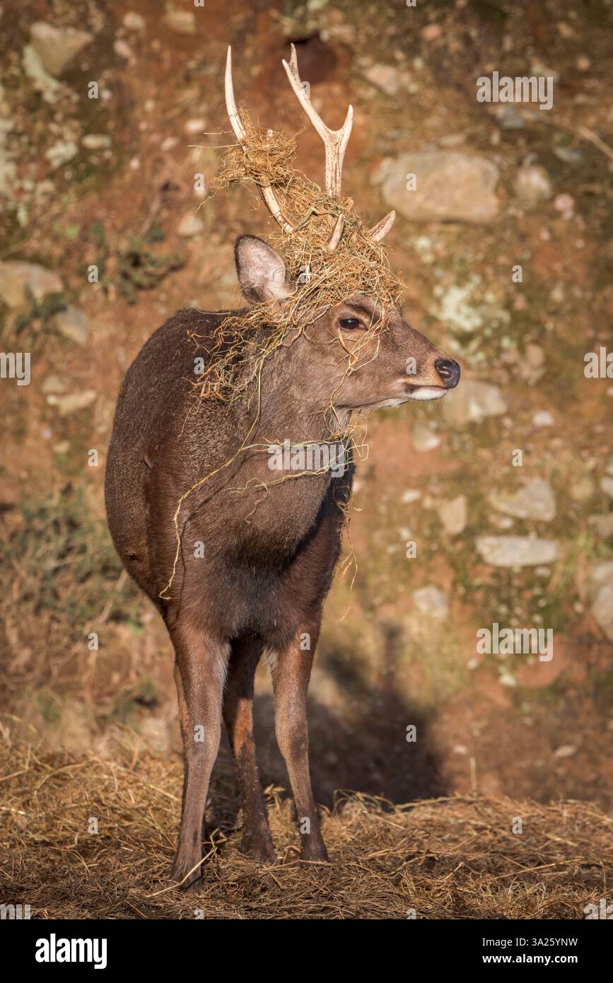 Sika Deer [ Cervus nippon ] Stag in Bainloch deer park, Dumfries and ...