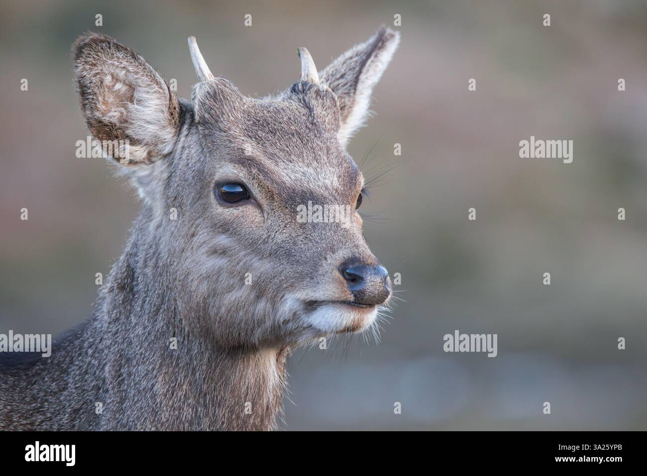 Sika Deer [ Cervus nippon ] Head shot of young stag in Bainloch deer ...