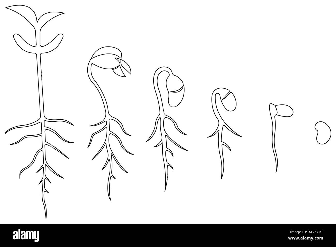 Continuous single line art drawing of plant growth processing from seed ...